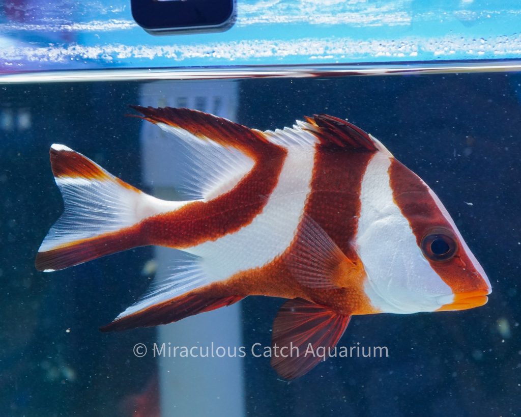 Emperor Snapper - Miraculous Catch Aquarium