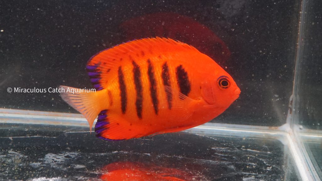 Flame Angelfish - Miraculous Catch Aquarium