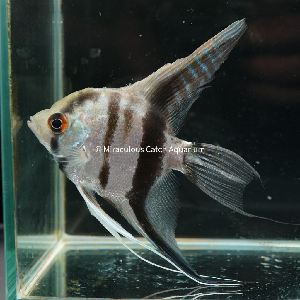 Red Back Manacapuru - Miraculous Catch Aquarium