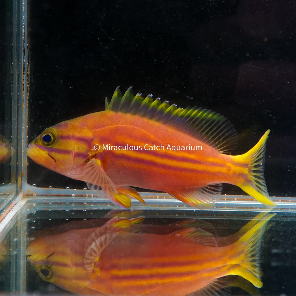 Polleni Grouper - Miraculous Catch Aquarium