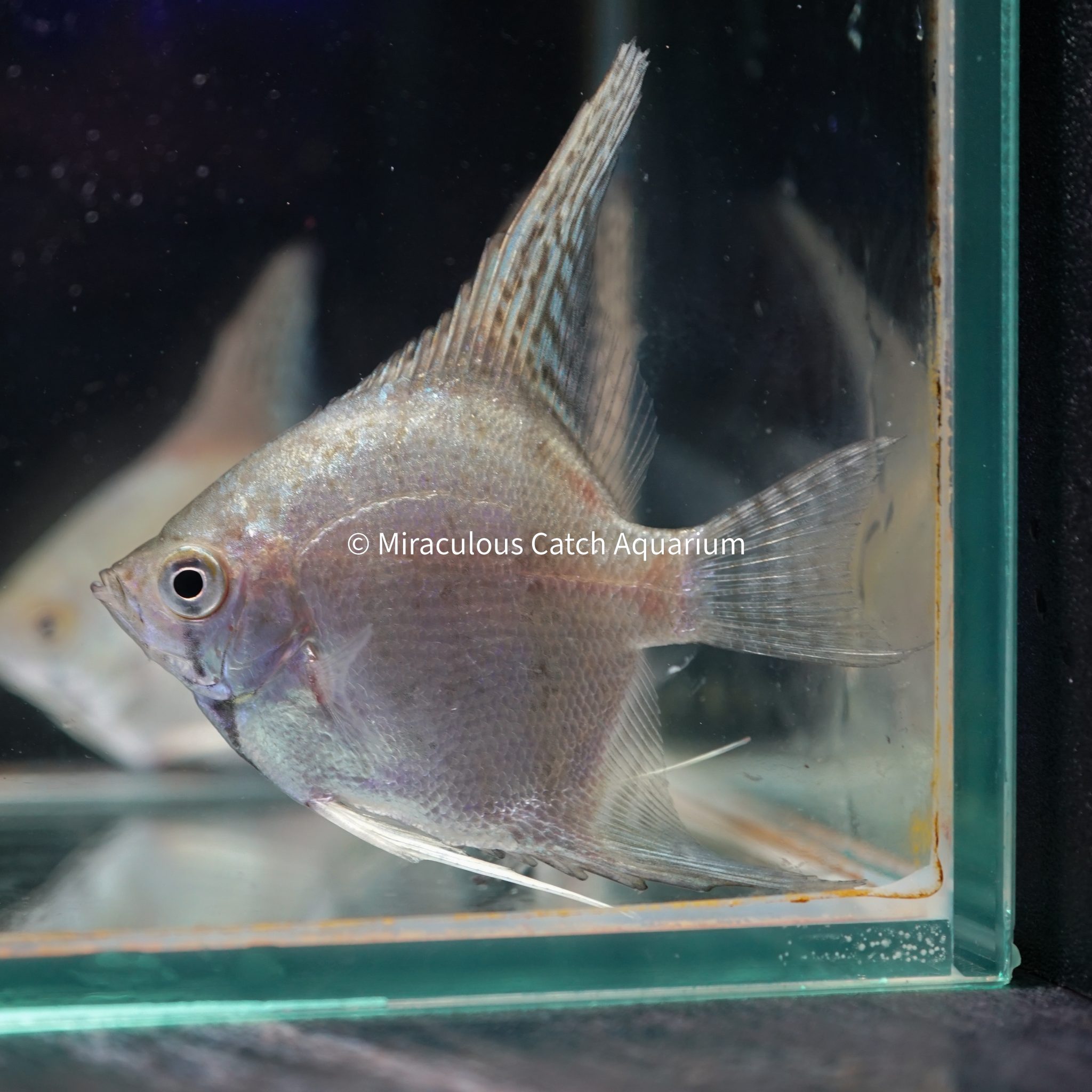 Blue Leopard Angelfish - Miraculous Catch Aquarium
