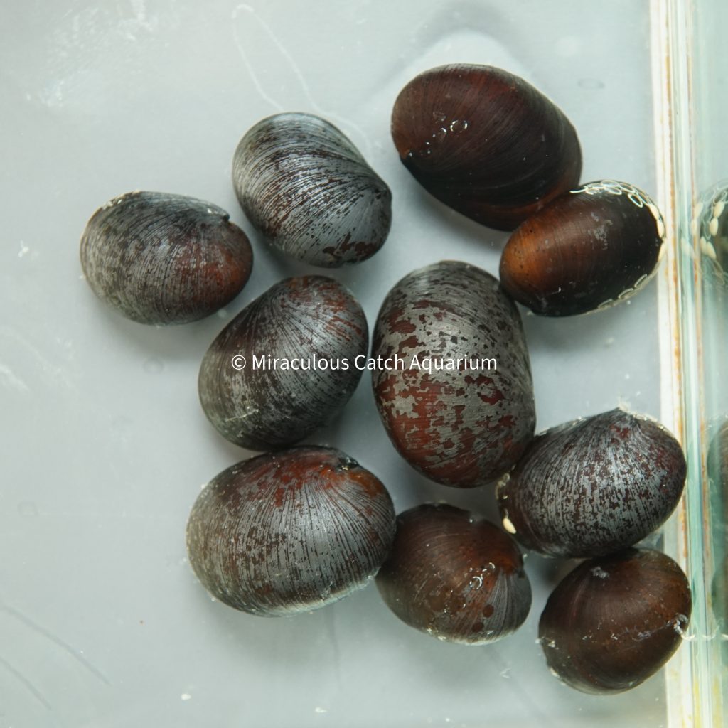 Military Helmet Snail - Miraculous Catch Aquarium