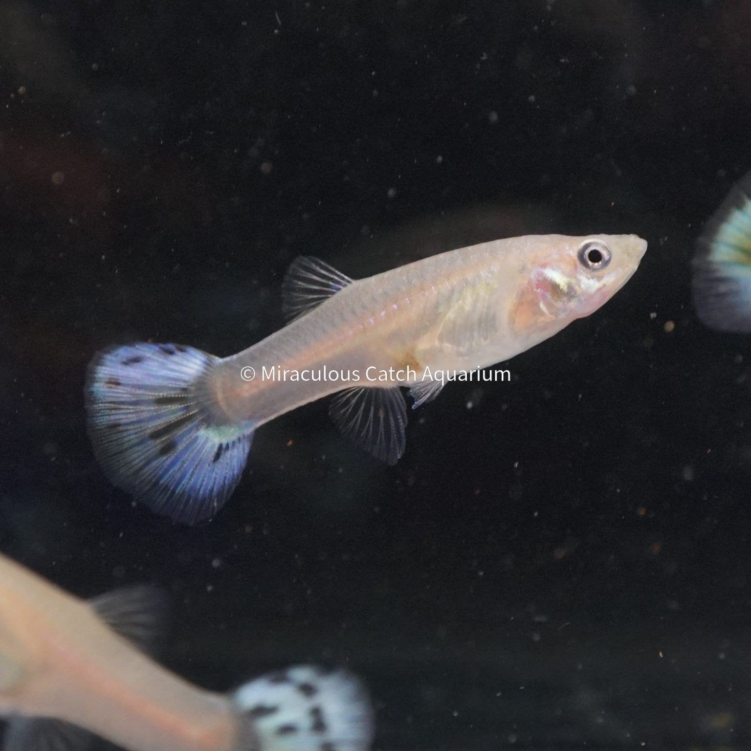 Snow White Guppy (Female) - Miraculous Catch Aquarium
